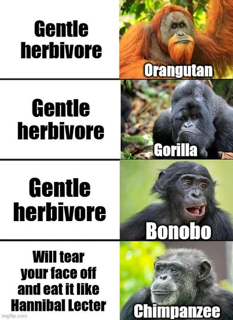The best Chimpanzee memes :) Memedroid