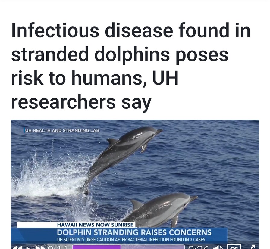 The best Dolphins memes :) Memedroid