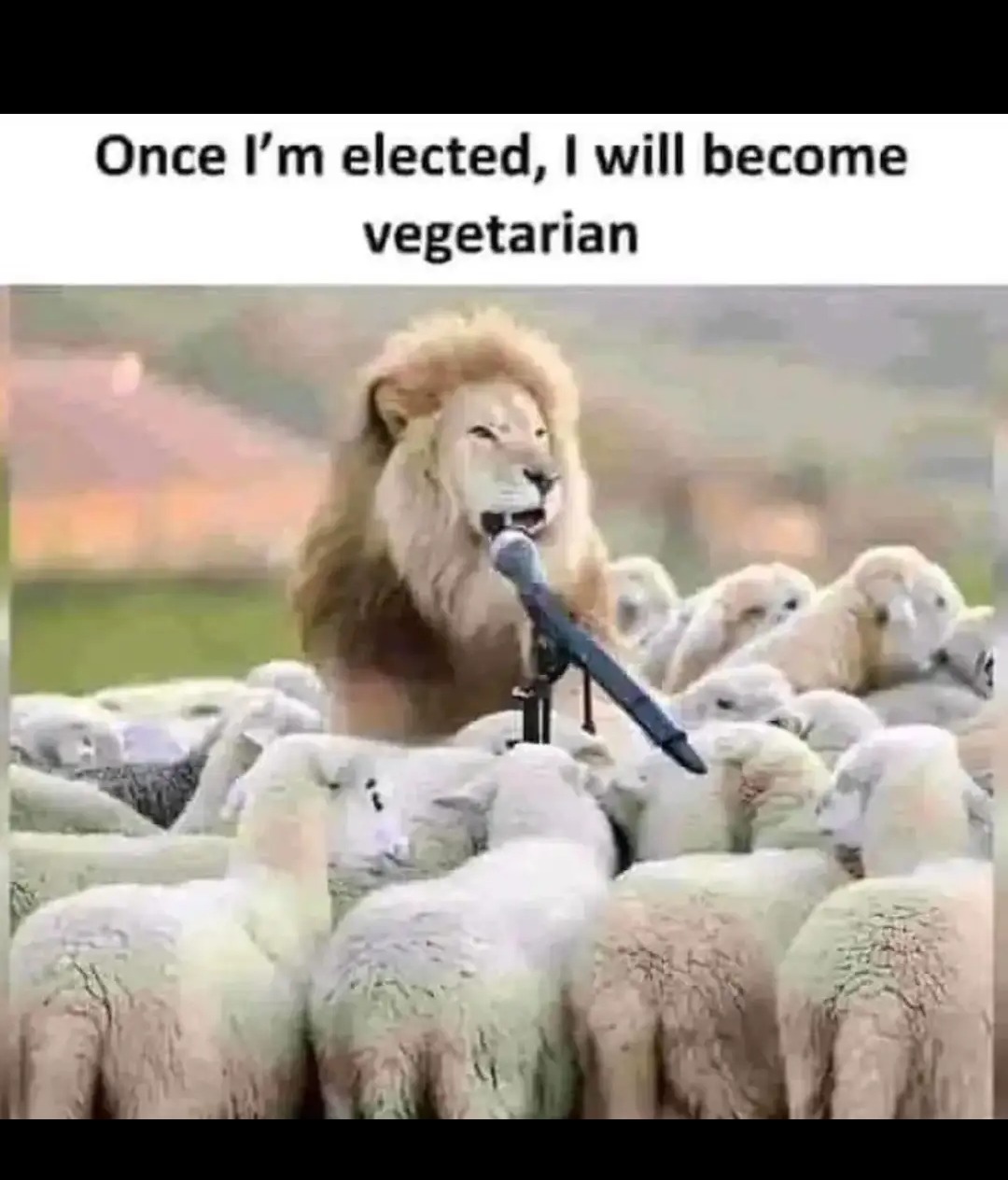 The best Libtards memes :) Memedroid