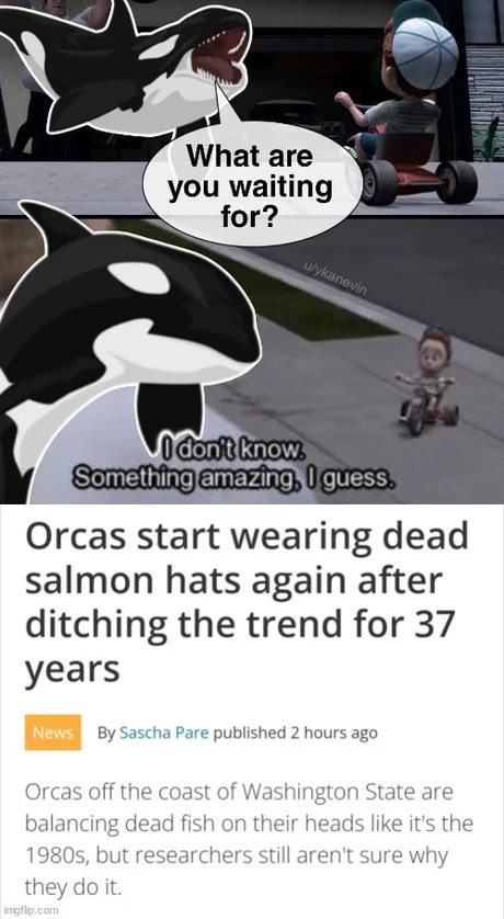 The best Orcas memes :) Memedroid