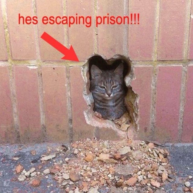 The best Escape memes :) Memedroid