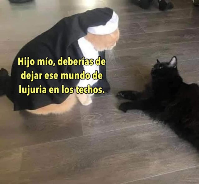gato monja - Meme subido por reyeztorres :) Memedroid