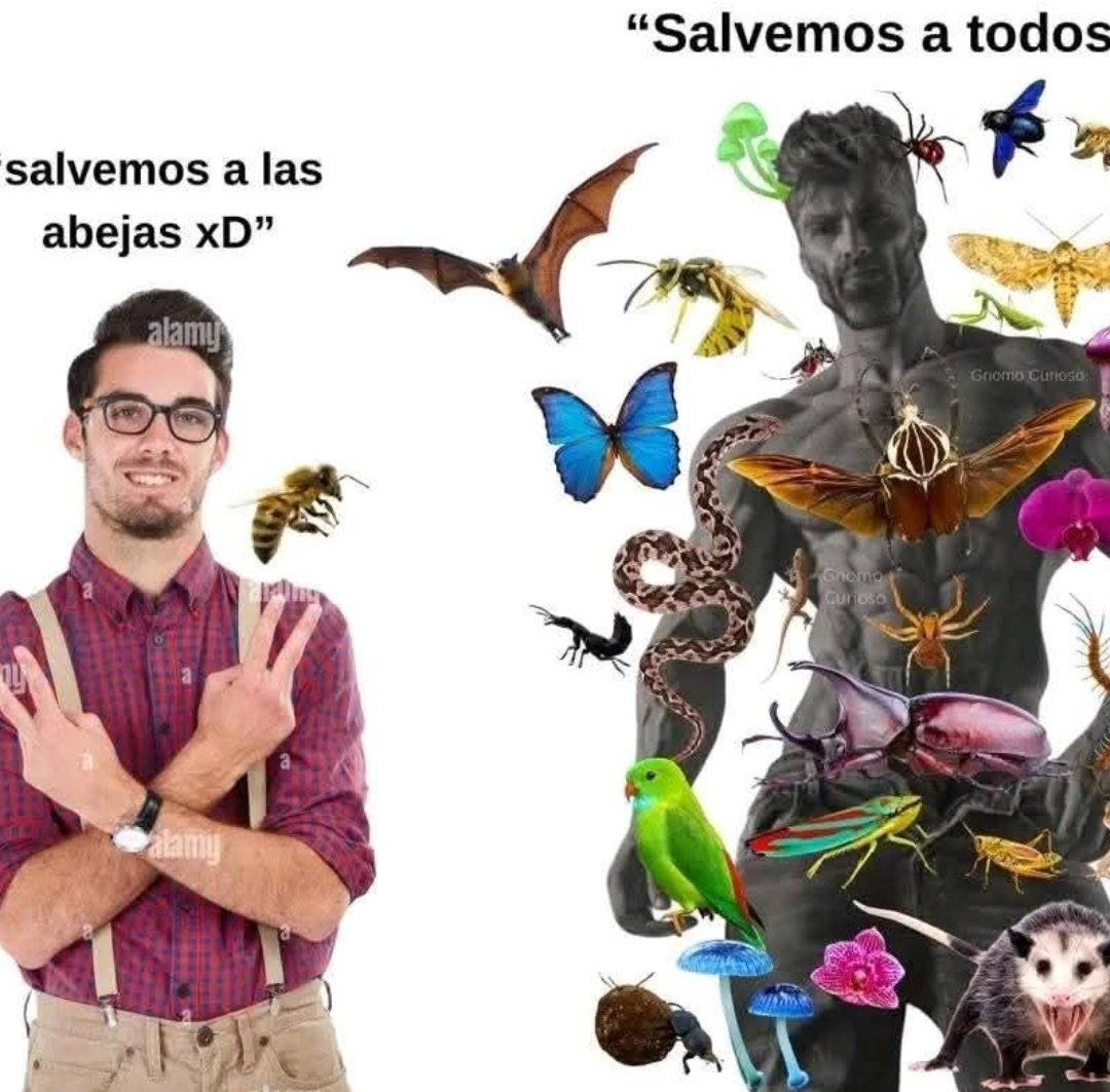 Top memes de Abejas en español :) Memedroid