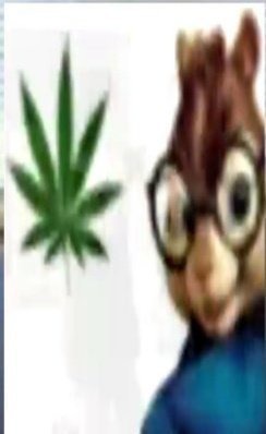 Ardilla - Meme subido por Chancho.verde :) Memedroid