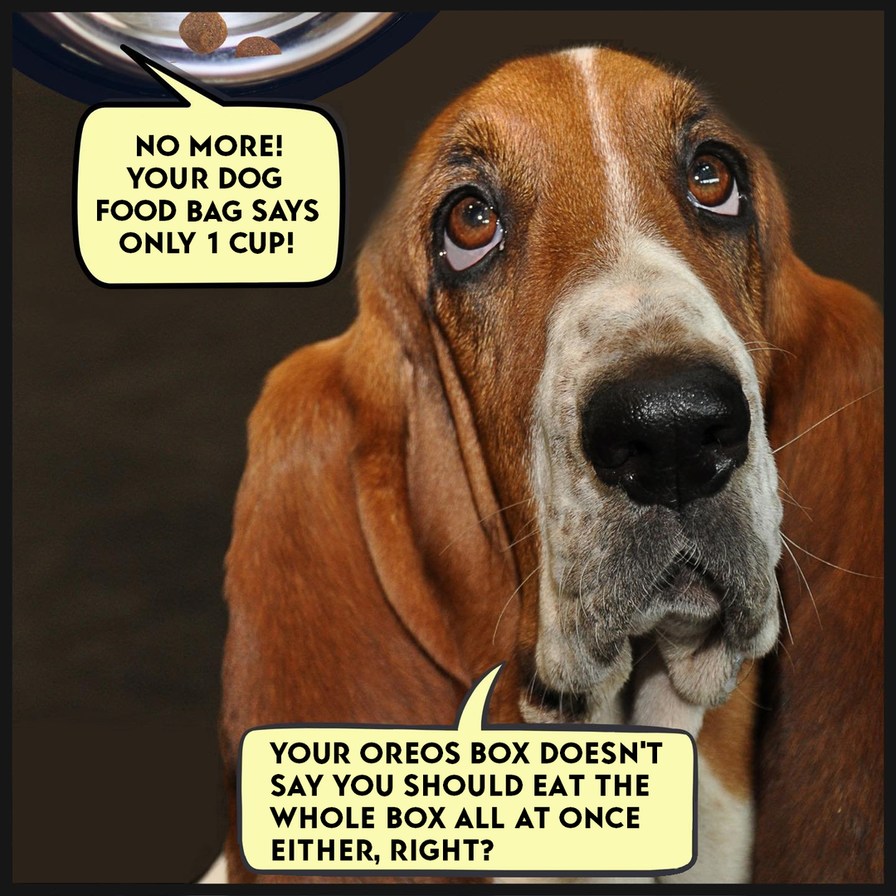 Funny Basset Hound Memes