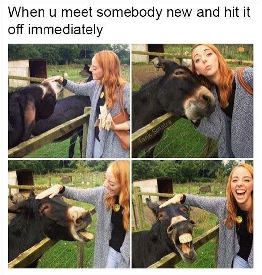 The best Donkey memes :) Memedroid