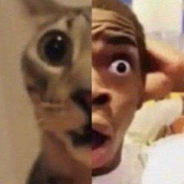 Gato sorprendido - Meme subido por mickeytucasua :) Memedroid