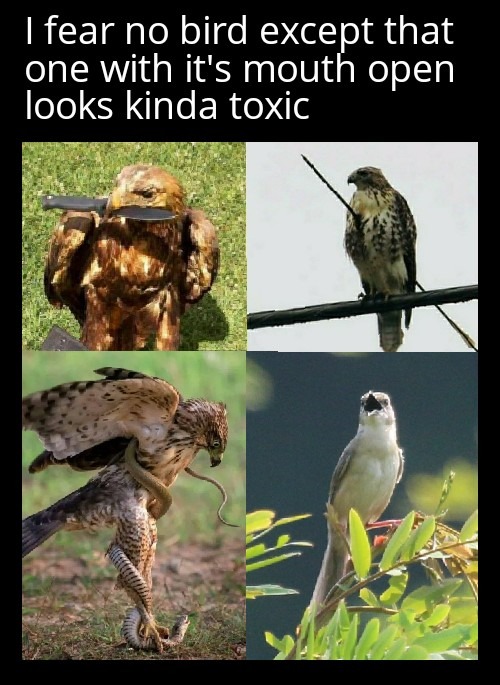 The best Pitohui memes :) Memedroid