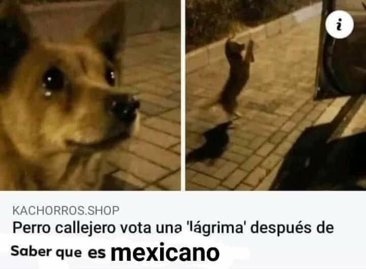 Pobre perro - Meme subido por 2r._ :) Memedroid