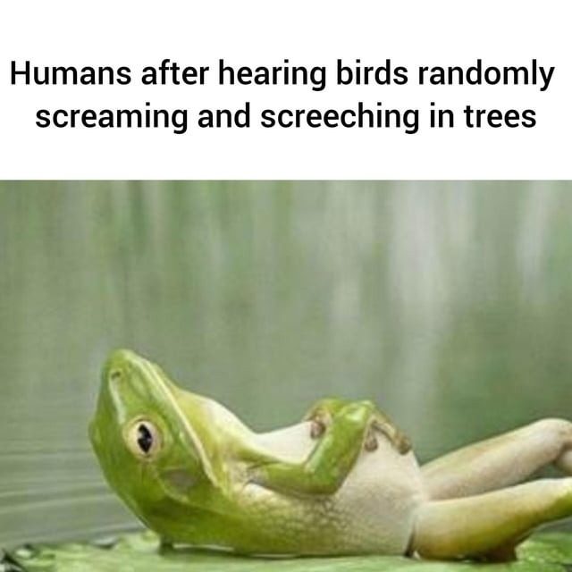 The best Frog memes :) Memedroid