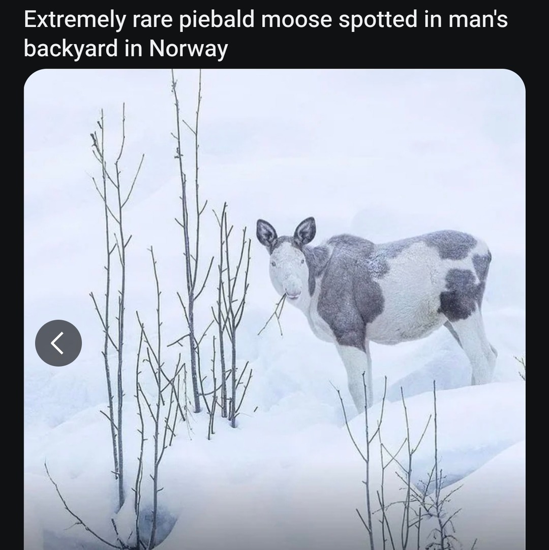 The best Moose memes :) Memedroid