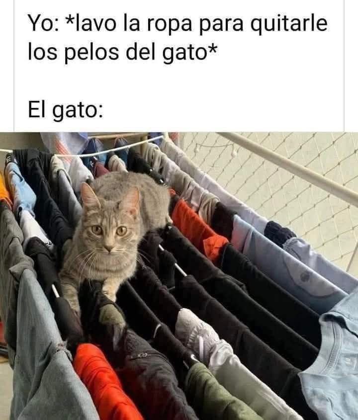 Top memes de Mascotas en español :) Memedroid