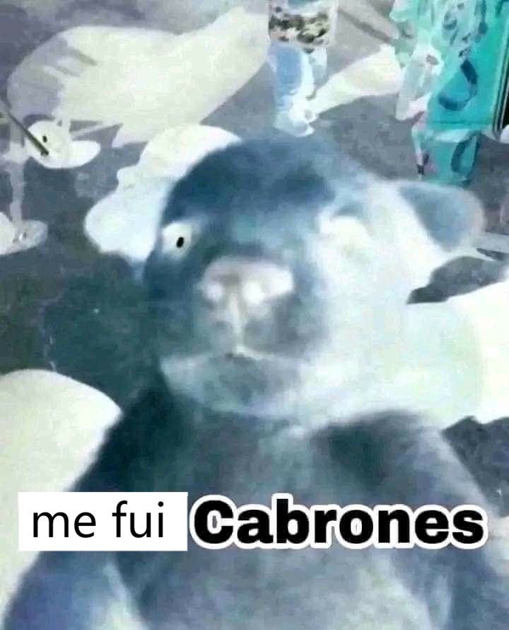 Los Últimos Memes :) Memedroid