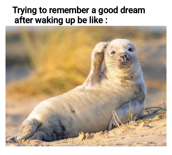 Squeamish Seal Memes