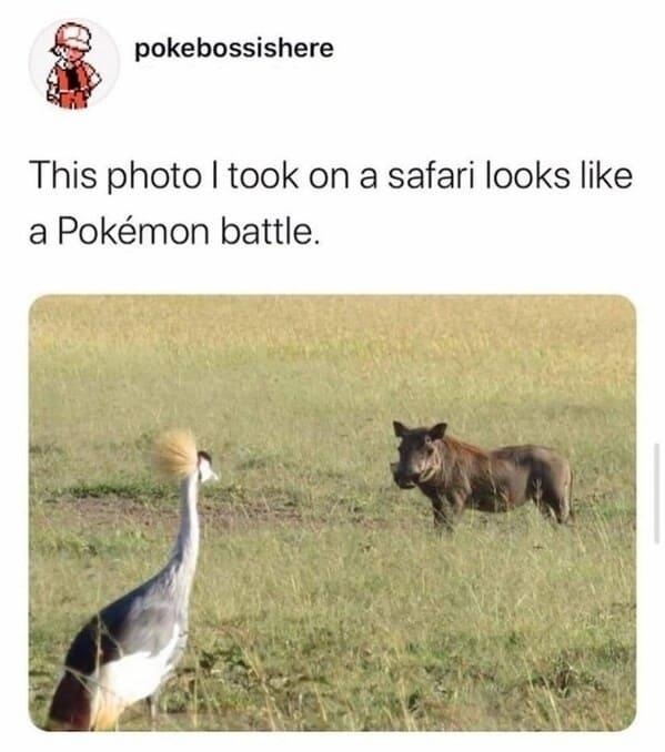 The best Wildlife memes :) Memedroid