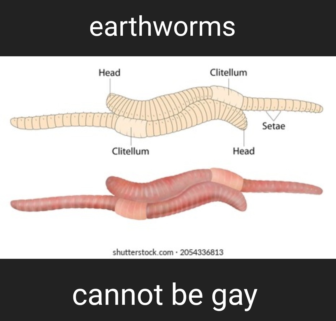 They are double bi - Meme by Gnomatic :) Memedroid