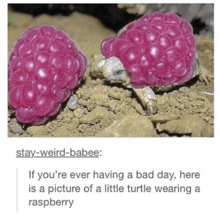 The best Raspberry memes :) Memedroid