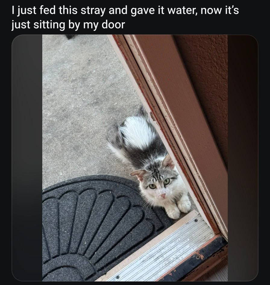 The best Stray memes :) Memedroid