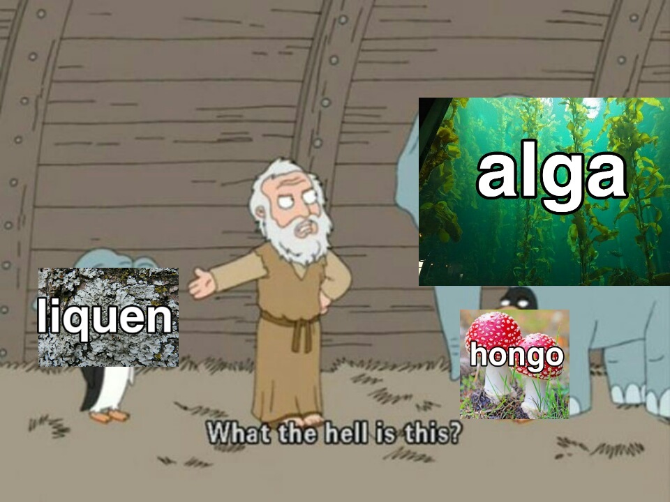 Memes Del Hongo