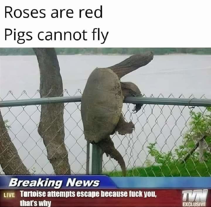 The best Escape memes :) Memedroid