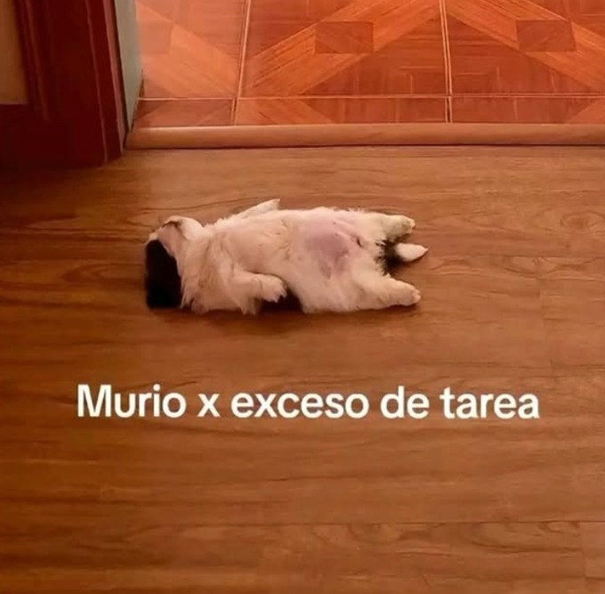 Los Últimos Memes :) Memedroid