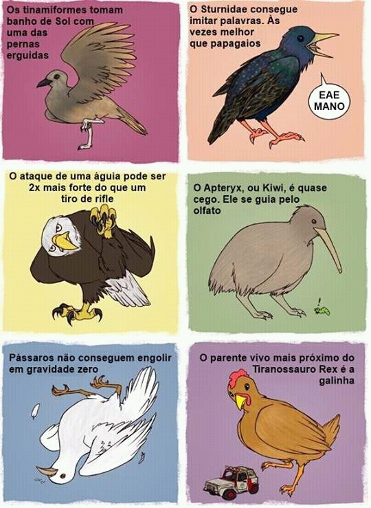 Pássaros - Meme by Tionatsu :) Memedroid