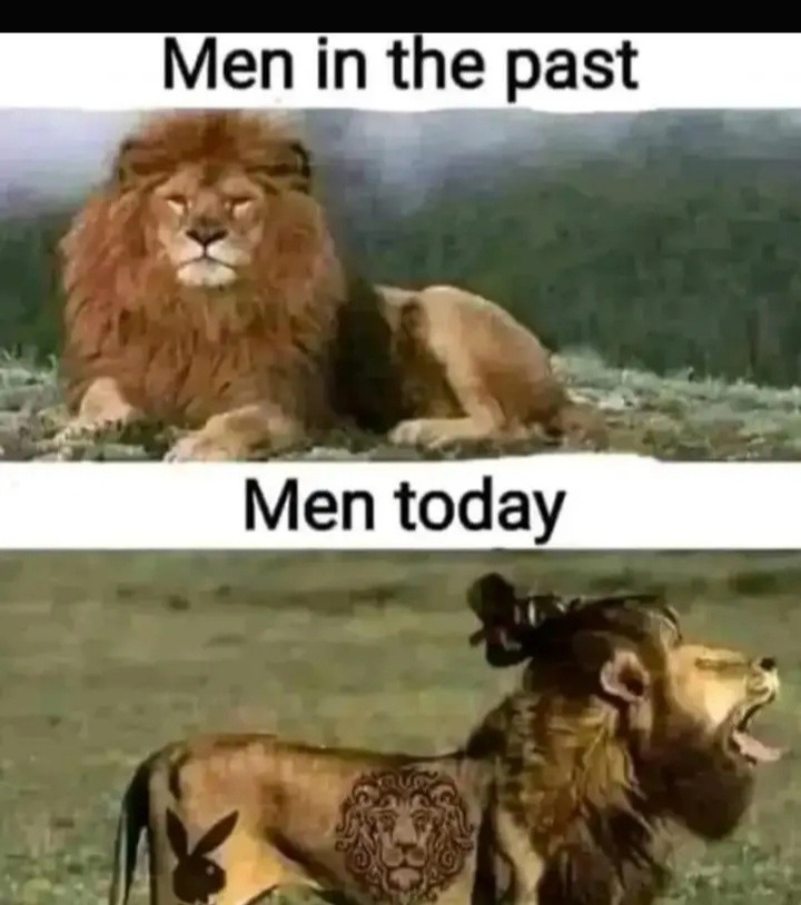 The best Lion memes :) Memedroid