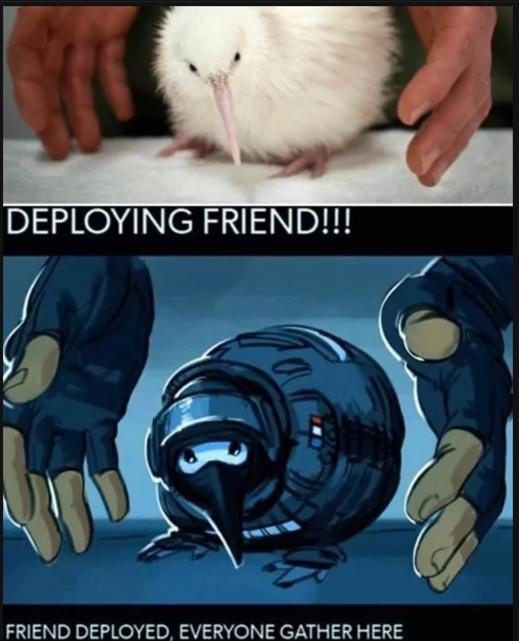 Kiwi Freedom Memes Happy Fruit Photos And Images | Shutterstock