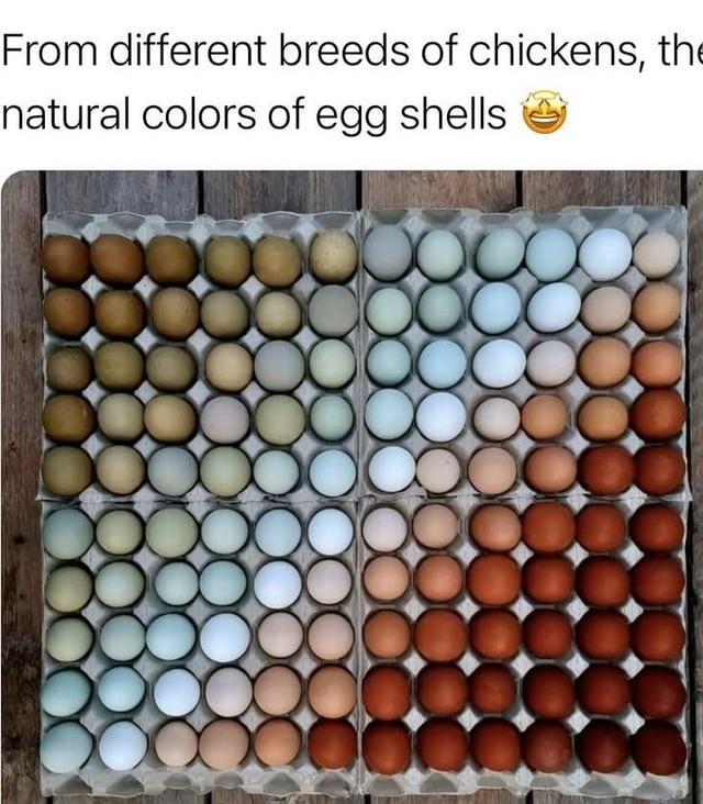 The best Eggs memes :) Memedroid