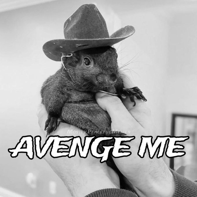 Memes Con La Ardilla