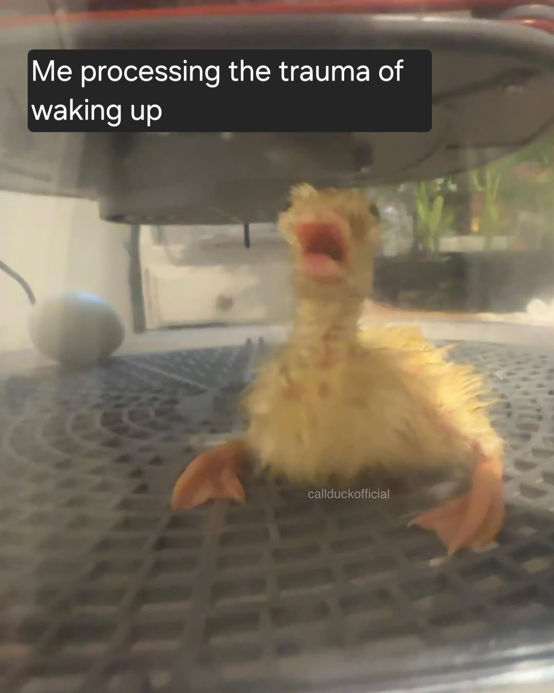 Memes De Traumada Indirectas Y Sarcasmo: La Traumada Que No Deja De