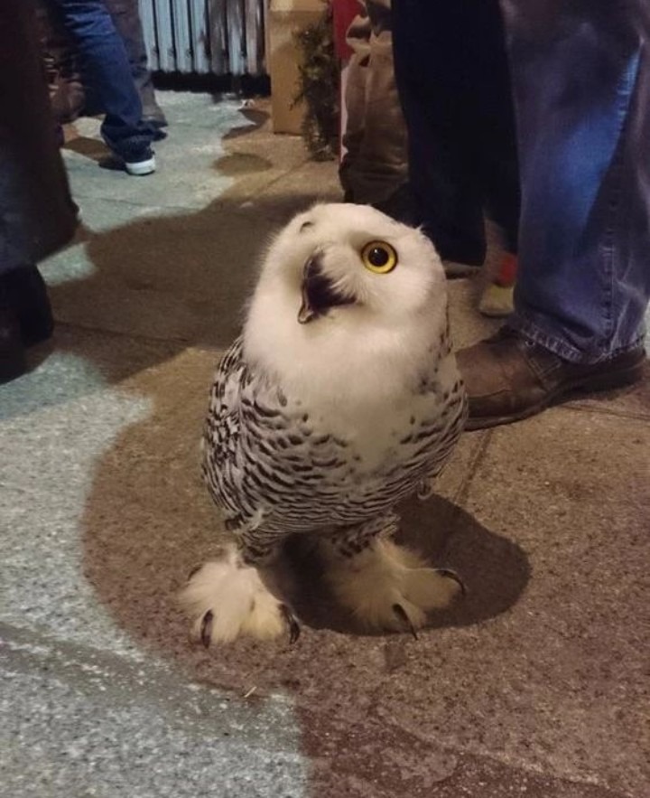 She is amazed - Meme by Grug :) Memedroid