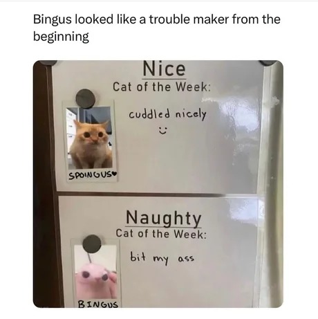 Latest memes / New memes :) Memedroid