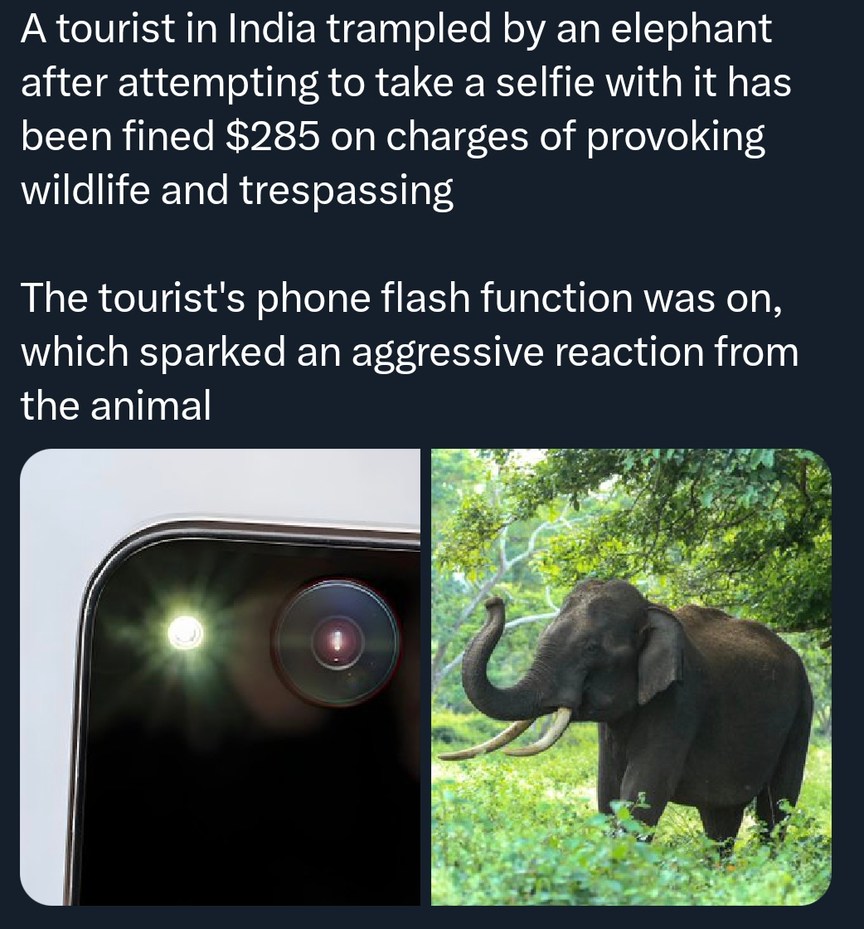 The best Elephant memes :) Memedroid