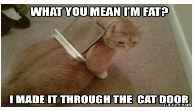 Fat Cat Puma Memes 99 Purrfectly Timed Cat Photos Taken At The Right