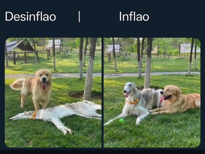 Top memes de Perros en español :) Memedroid