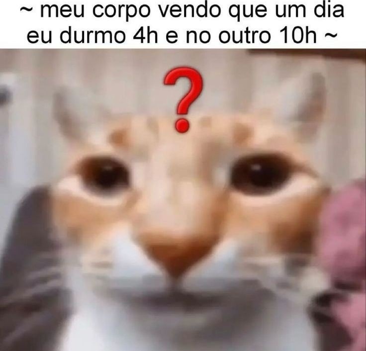 The best Gatos memes :) Memedroid