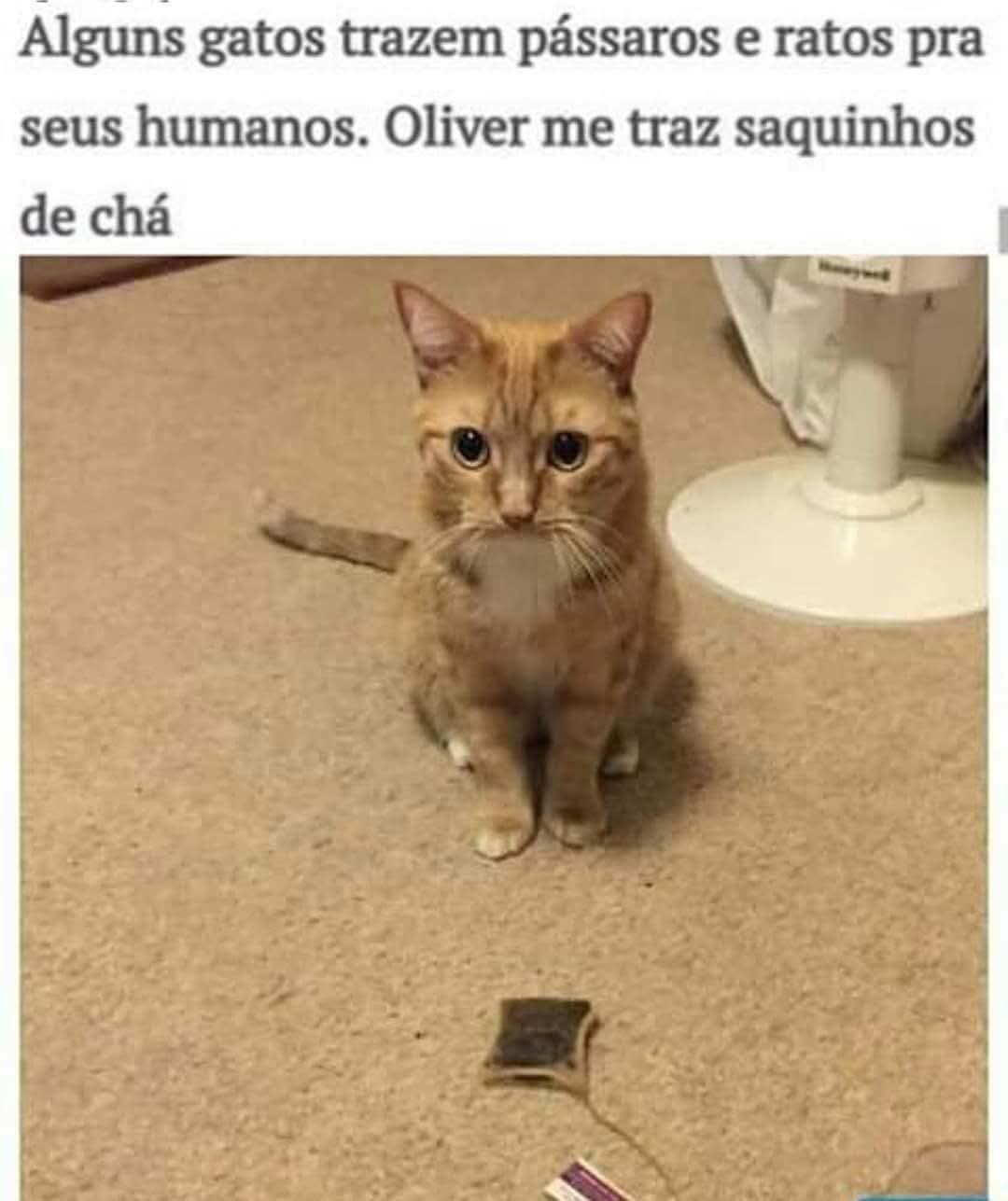 Memedroid - The best site to see, rate and share funny memes and pics!