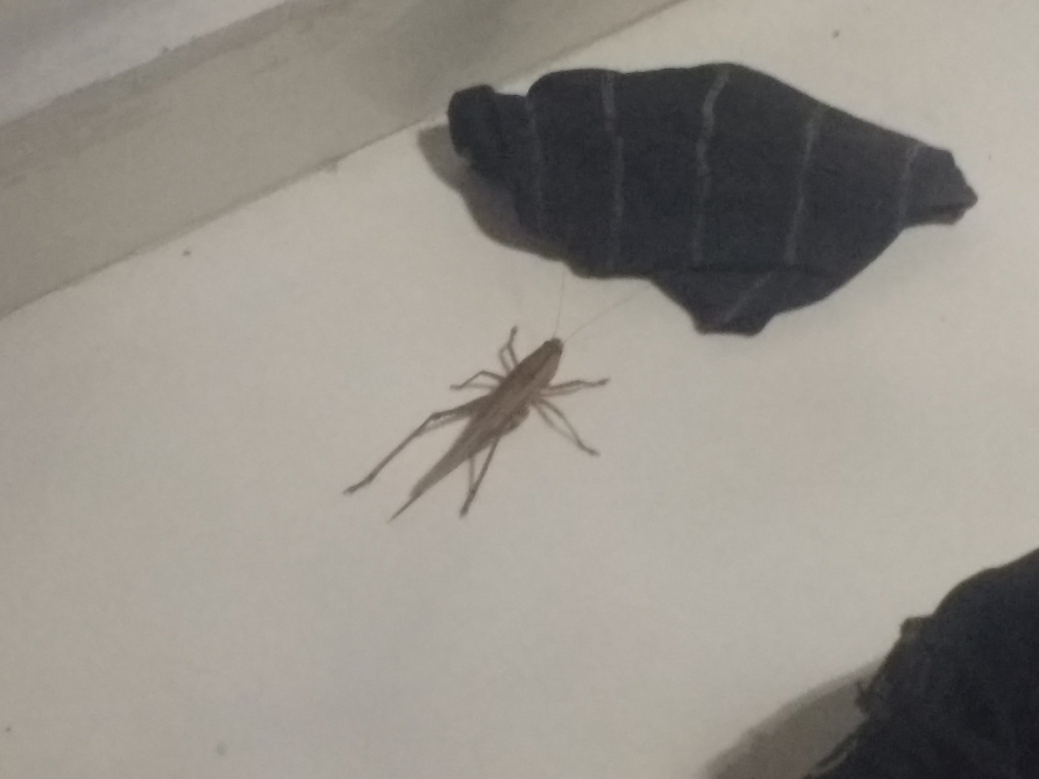 Grillo gigante - Mème par Sqntipro2000 :) Memedroid