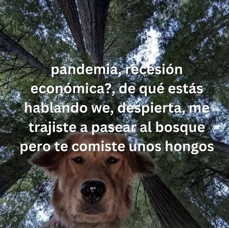 Perro: Despierta bro - Meme subido por vegettotrue :) Memedroid