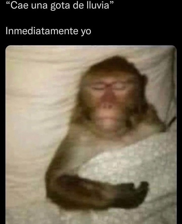 Top memes de Mono en español :) Memedroid