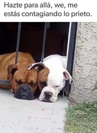 Perros - Meme subido por MariofromCanarias :) Memedroid