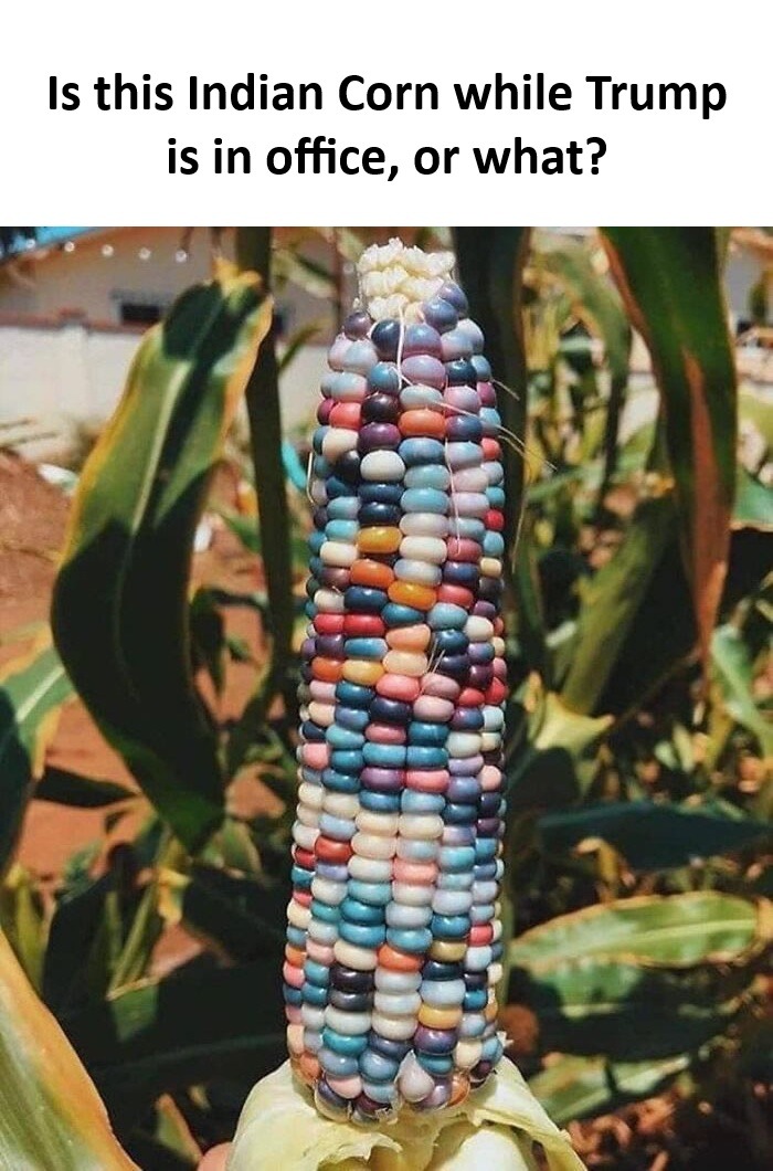 The Best Shipost Memes On The Internet