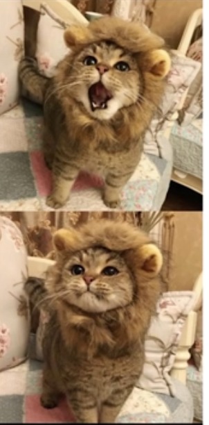 Lion go roar - Meme by toodle :) Memedroid