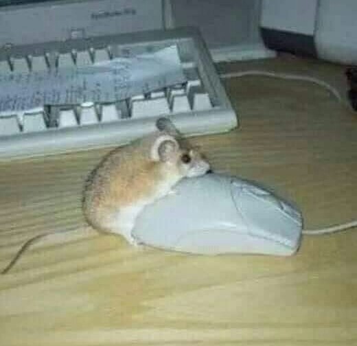 Ratón - Meme subido por Soy_Re_Agresivo :) Memedroid