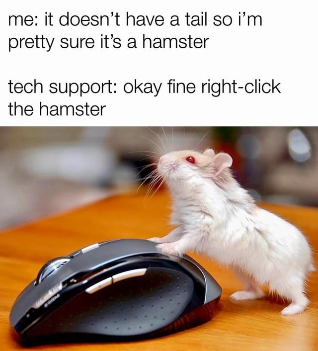 The best Hamster memes :) Memedroid