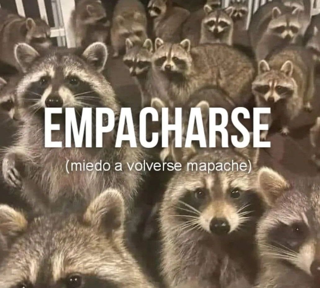 Top memes de Mapaches en español :) Memedroid