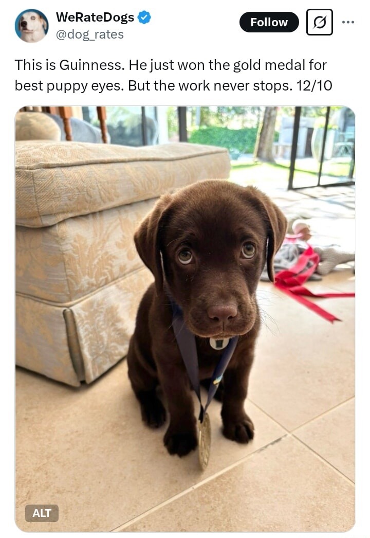 The best Dog memes