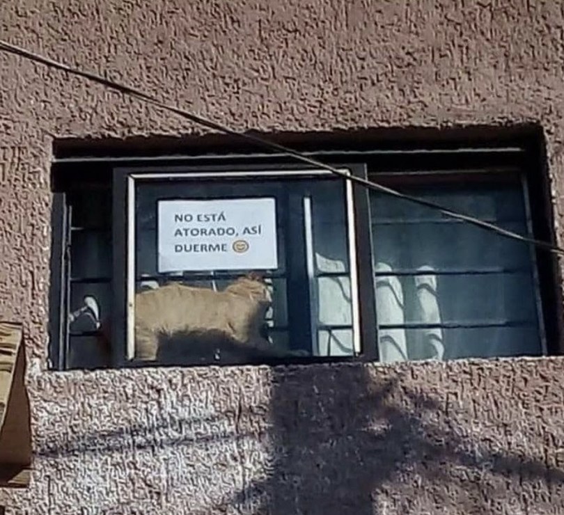 No jodas gato ninja - Meme subido por Memes-Sama. :) Memedroid