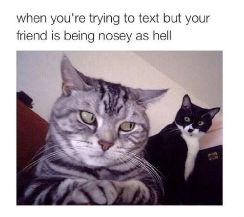 Latest memes / New memes :) Memedroid